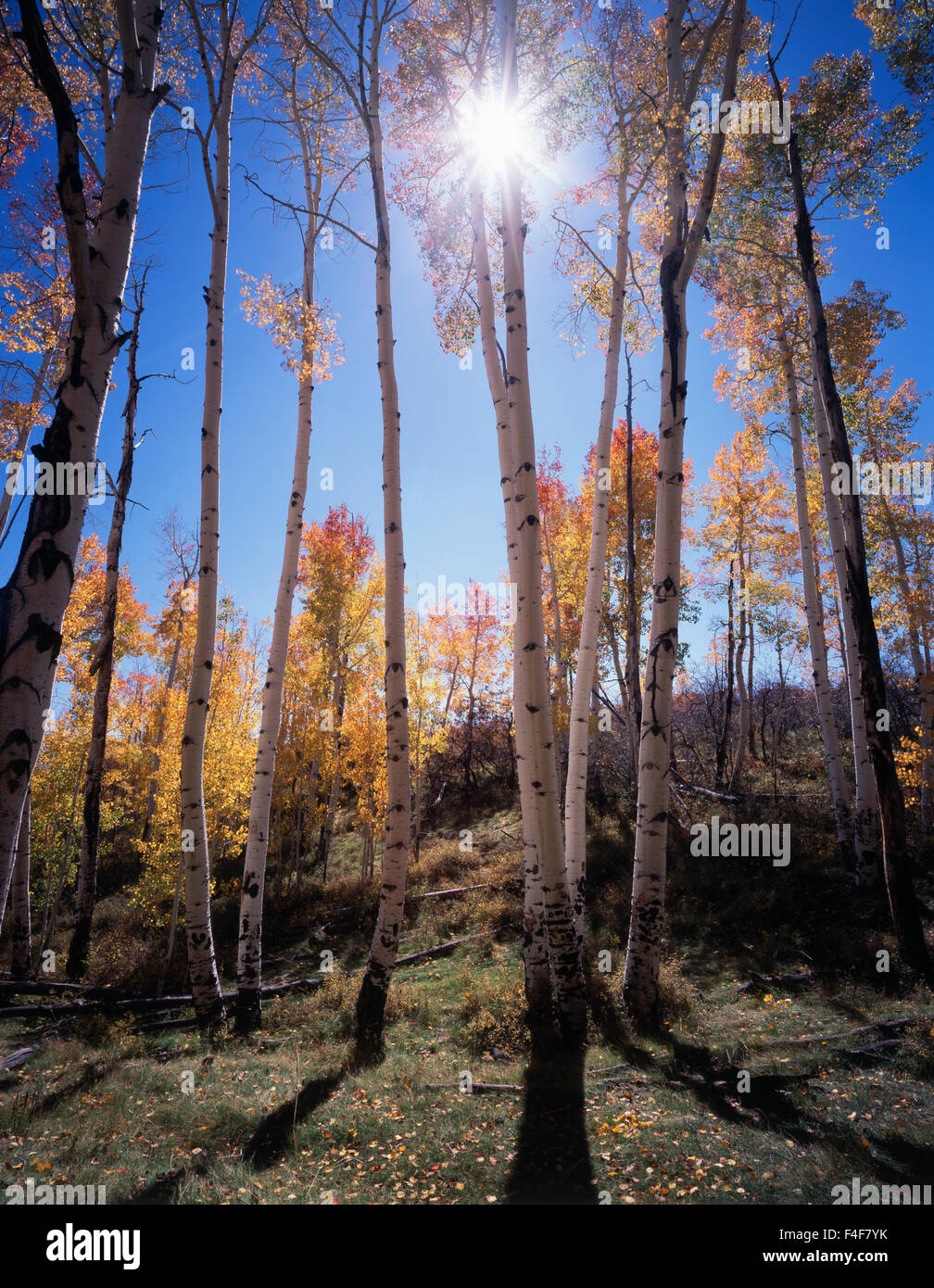 Utah, Manti-La Sal National Forest. The sun ray's shine through autumn ...