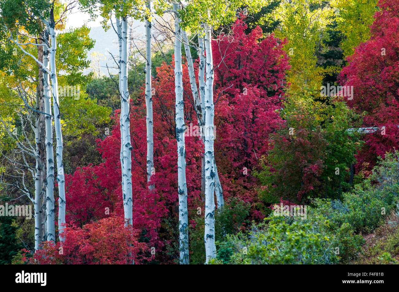 Fall Quaking Aspen trees (Populus tremuloides) and Maple Trees, Mt Nebo ...