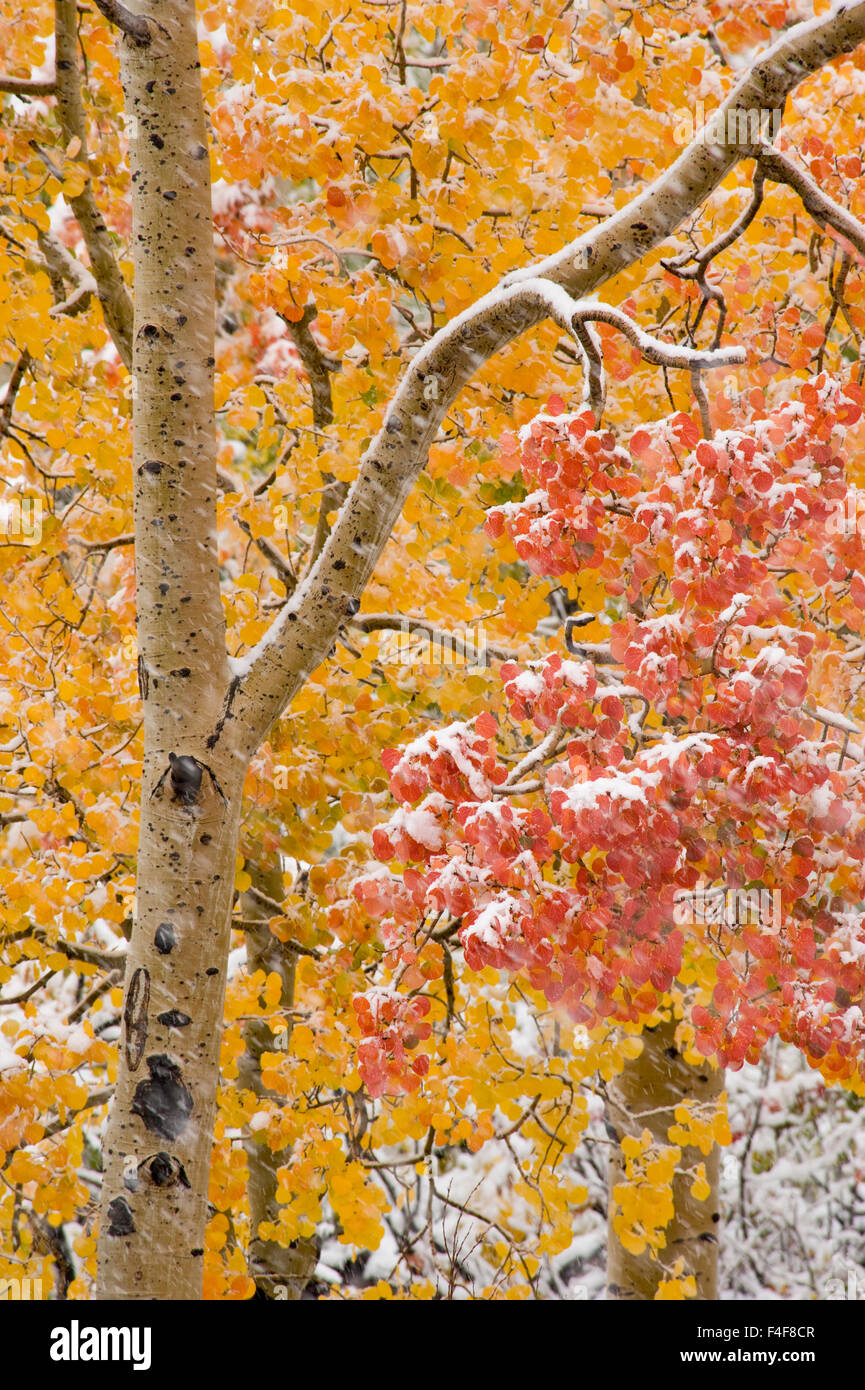 First Snow Storm, yellow and red Aspen Trees(Populus tremuloides), near ...