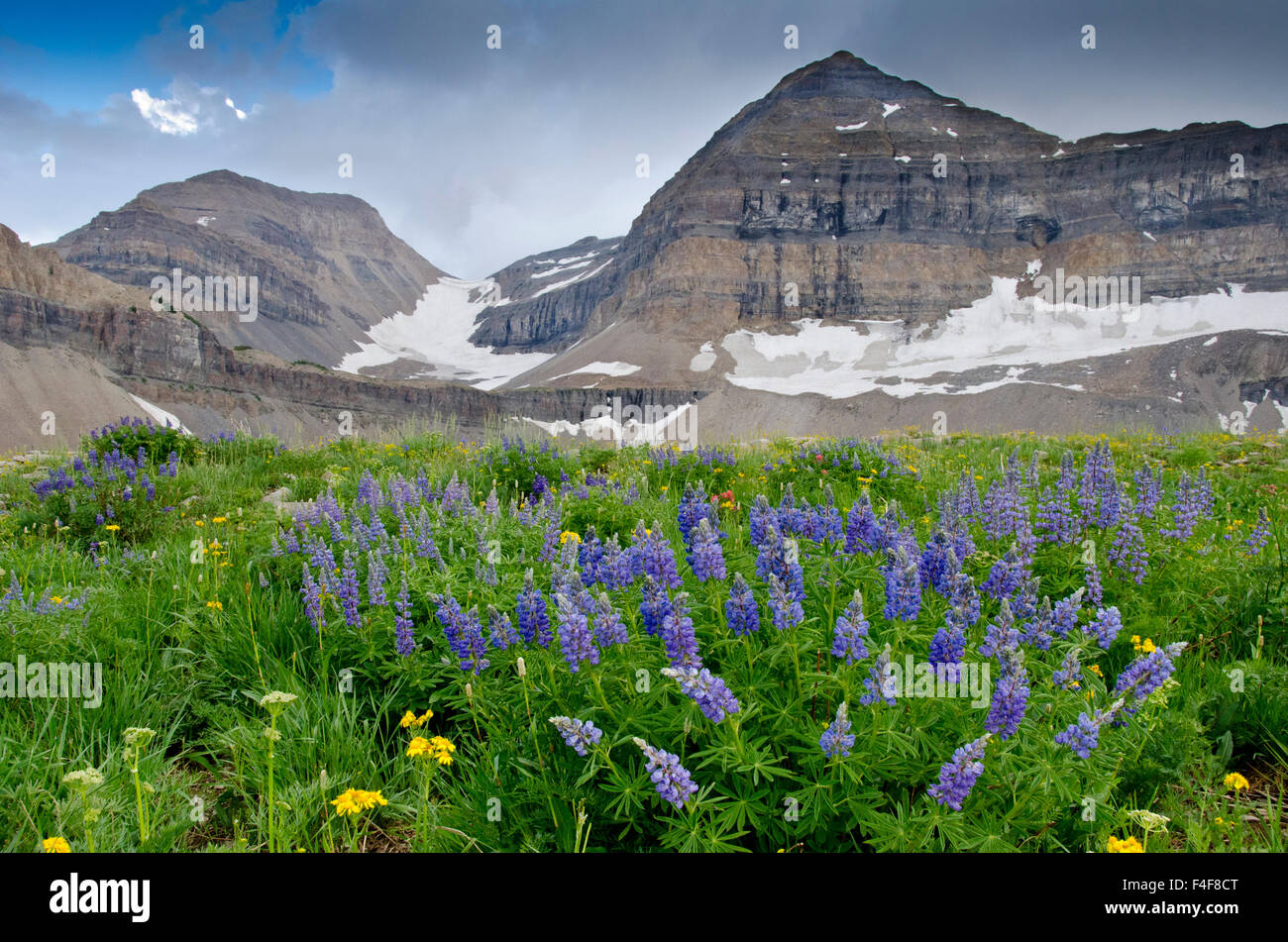 Lupine, lupinus, Mount Timpanogos, near Timpanoeke Trail, near Sundance ...