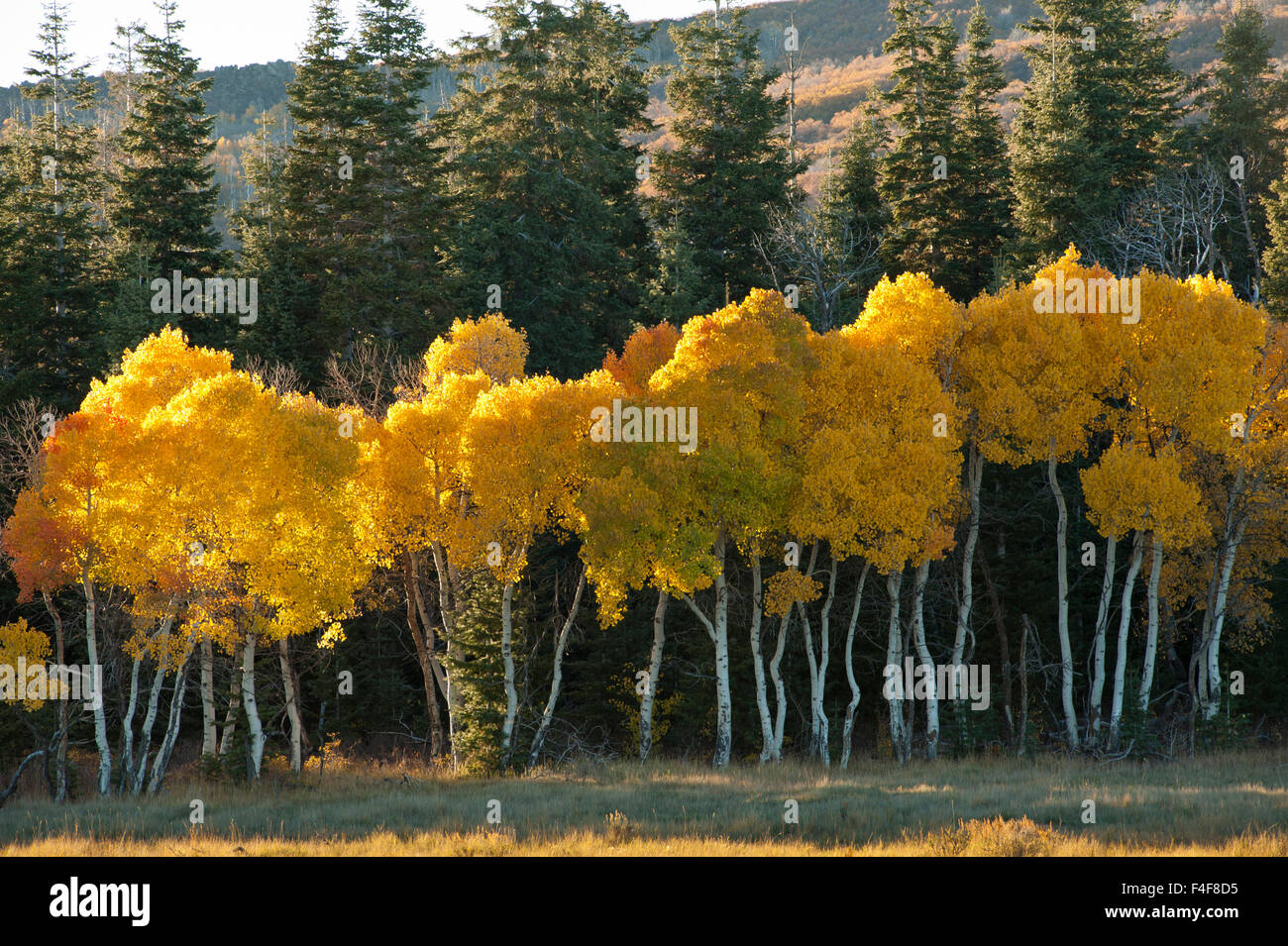 Quaking Aspen Trees, Fall, Foliage, Upper Kolob Plateau, near Kolob ...