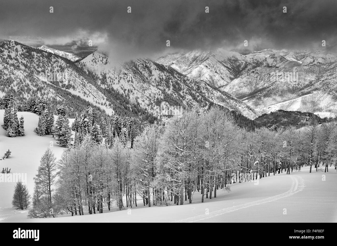 Evergreens and rimed Aspen trees in a snow storm near Gobbler's Knob ...