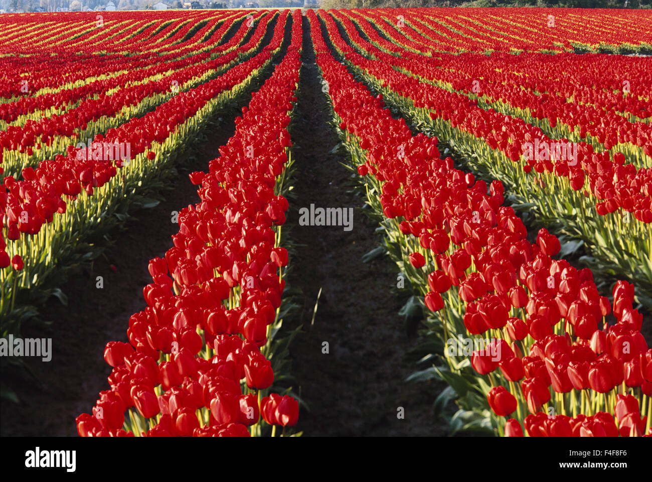 Washington, Red tulip rows Skagit valley (Large format sizes available ...