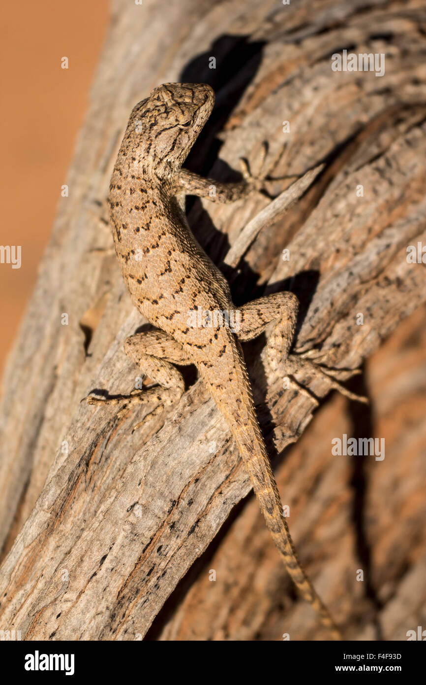 Lizard sunning on dead juniper branch, Arches National Park, Utah Stock ...