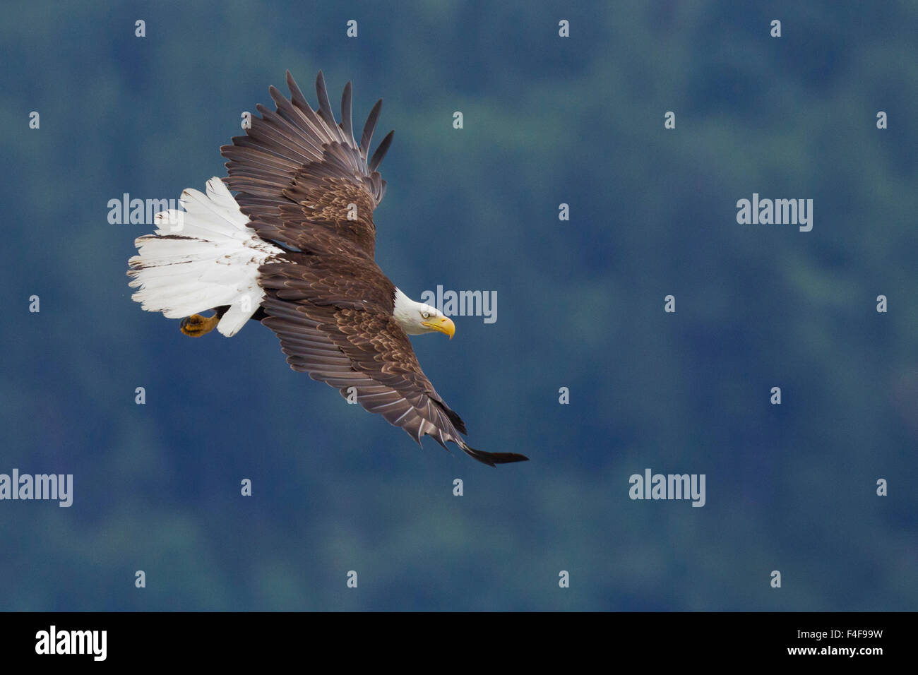Bald Eagle in Flight Stock Photo - Alamy