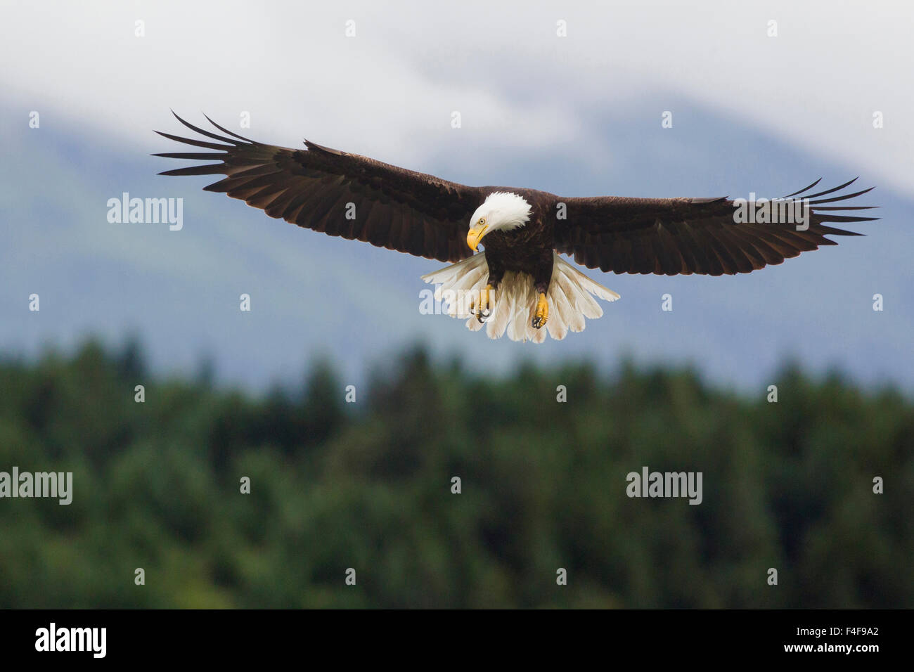 Hovering eagle hi-res stock photography and images - Alamy