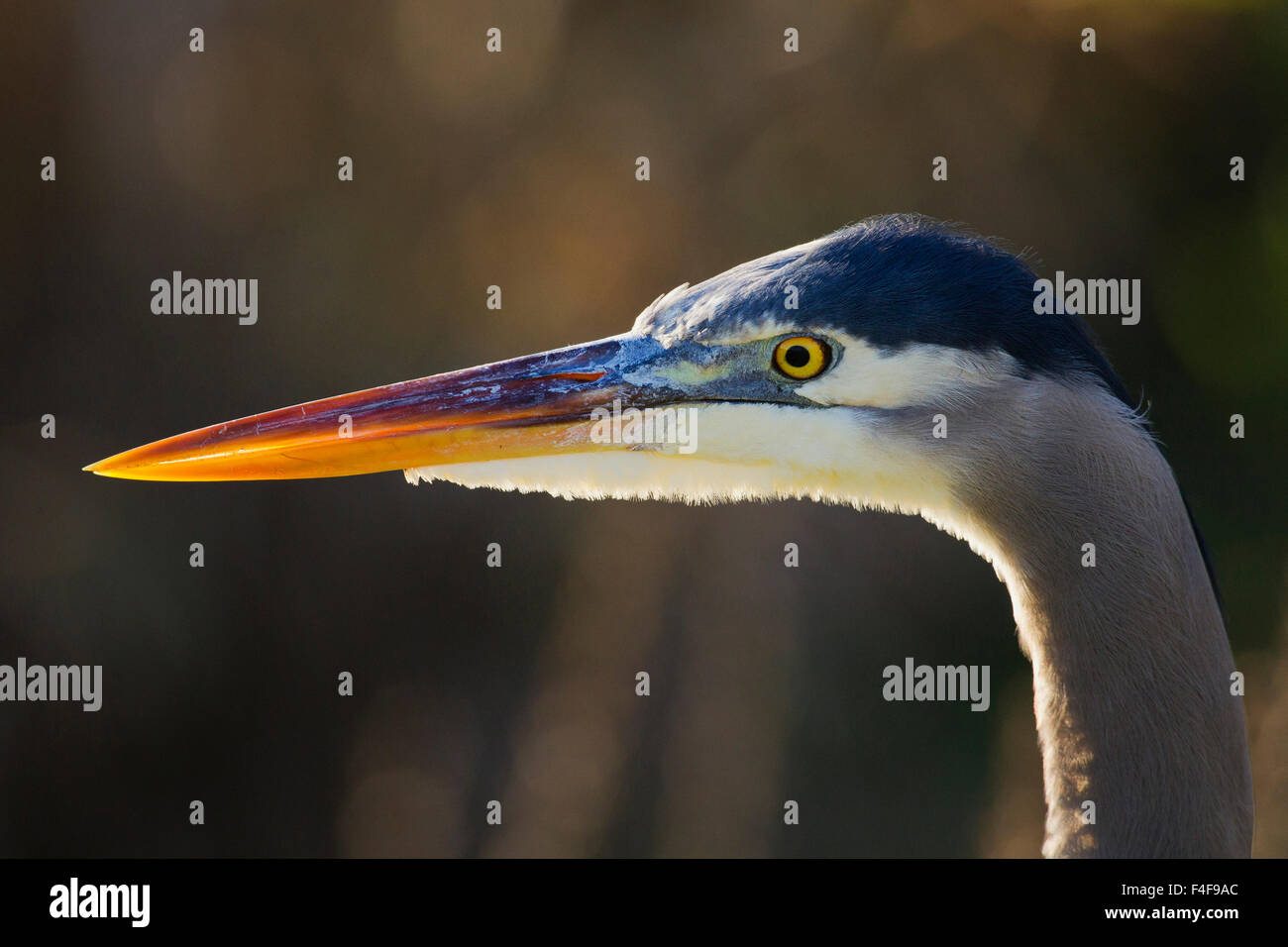 Great Blue Heron, close up portrait Stock Photo - Alamy