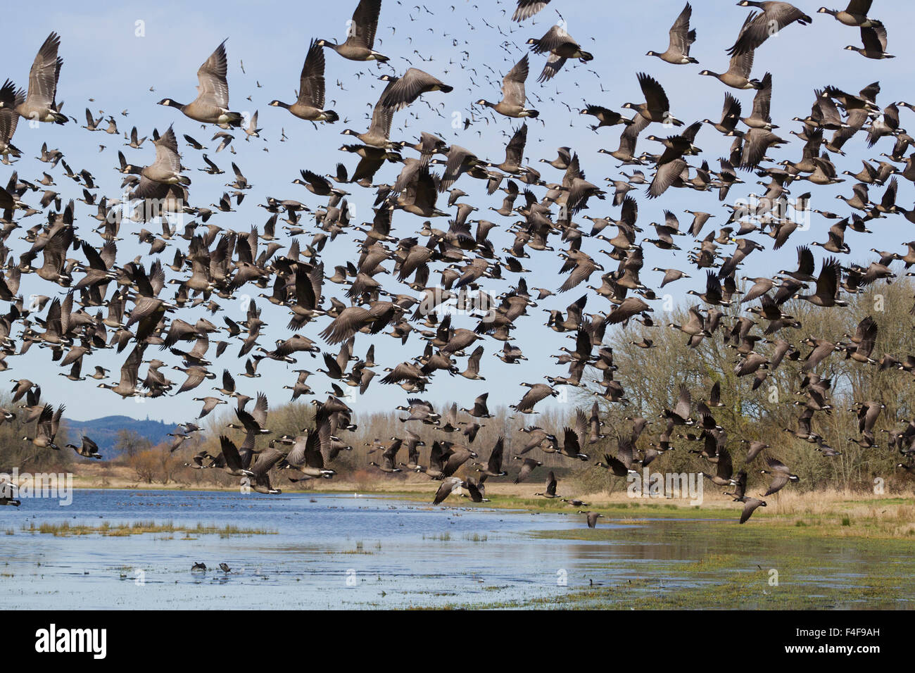Lesser Canada Geese Taking Flight Stock Photo - Alamy
