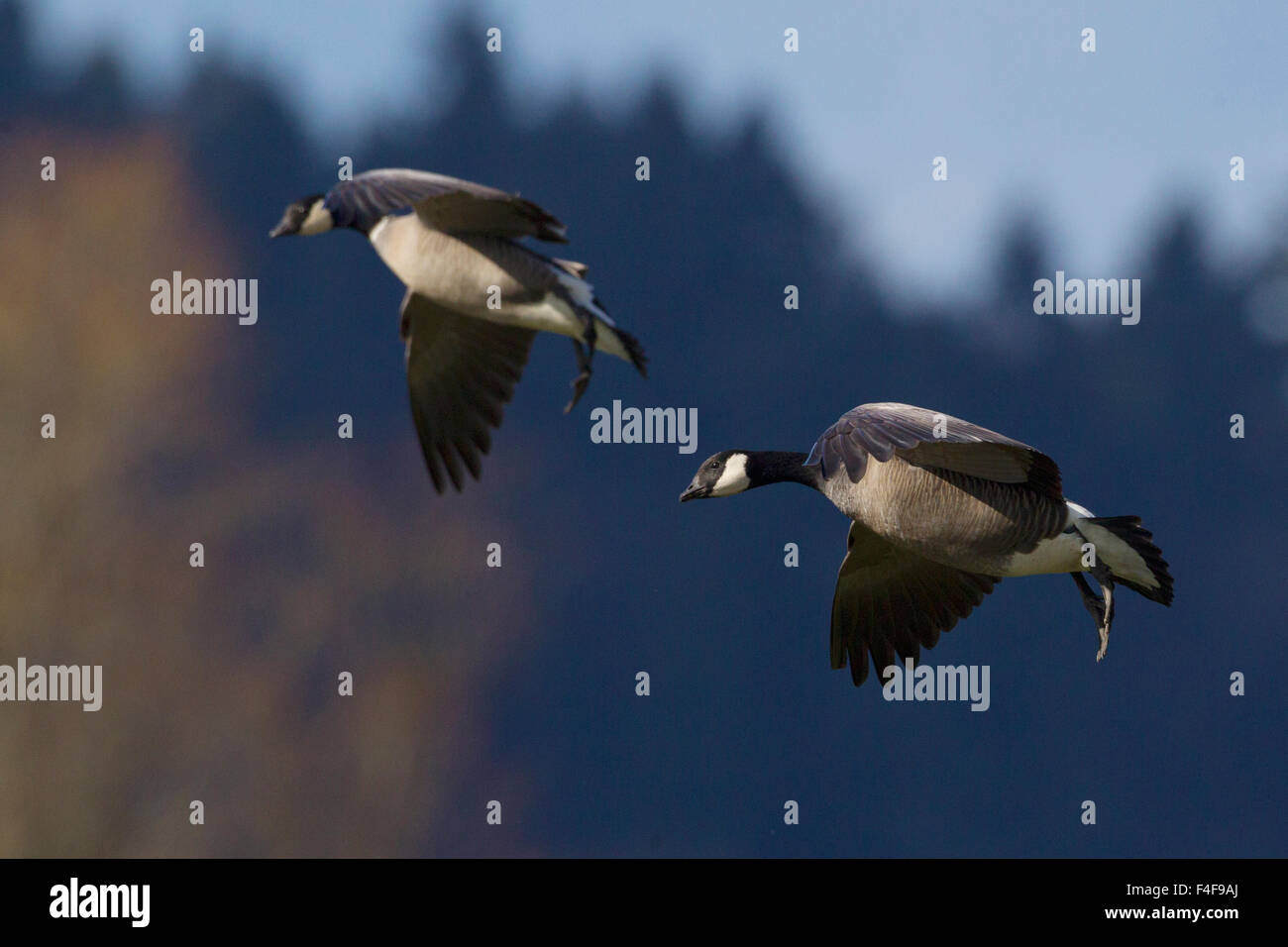 Lesser Canada Geese Alighting Stock Photo - Alamy