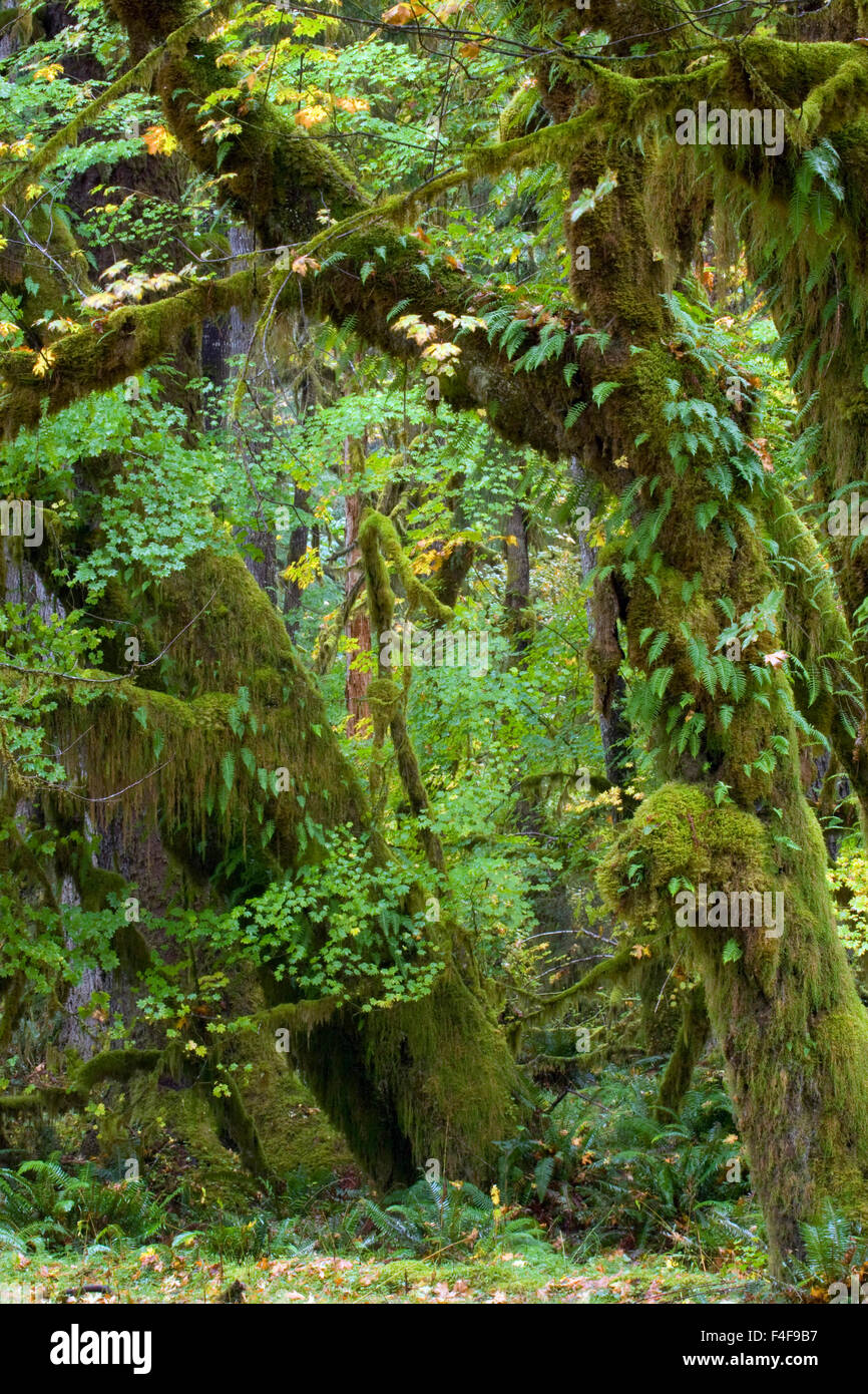 Olympic National Park, Hoh River Valley Stock Photo - Alamy