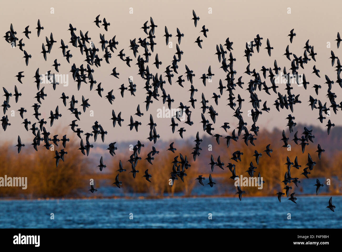 Sandpiper Flock at Sunset Stock Photo - Alamy