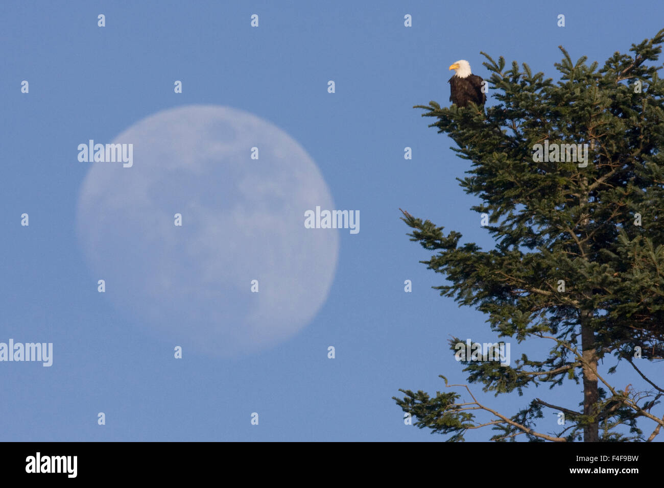 Rising eagle hi-res stock photography and images - Alamy