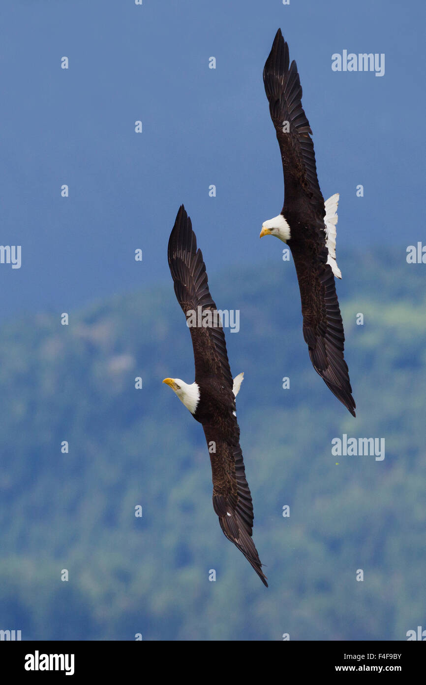 Bald Eagle Pair, Courtship Flight Stock Photo - Alamy