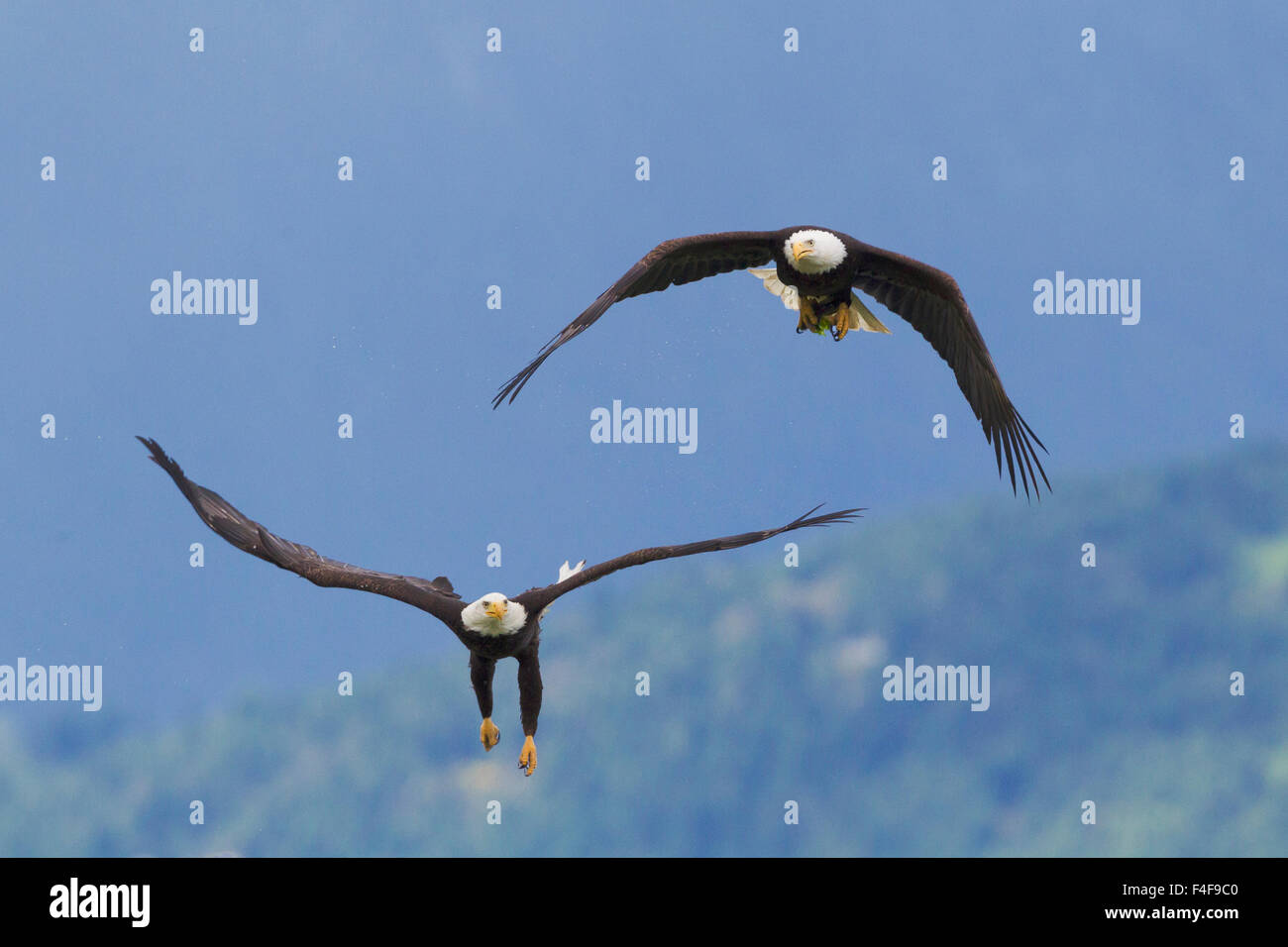 Bald eagle courtship hi-res stock photography and images - Alamy