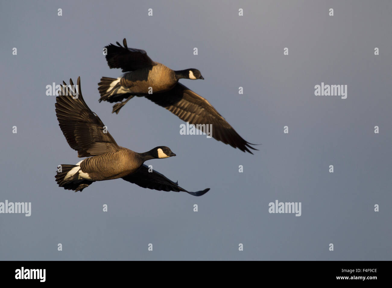Lesser Canada Geese Alighting Stock Photo - Alamy