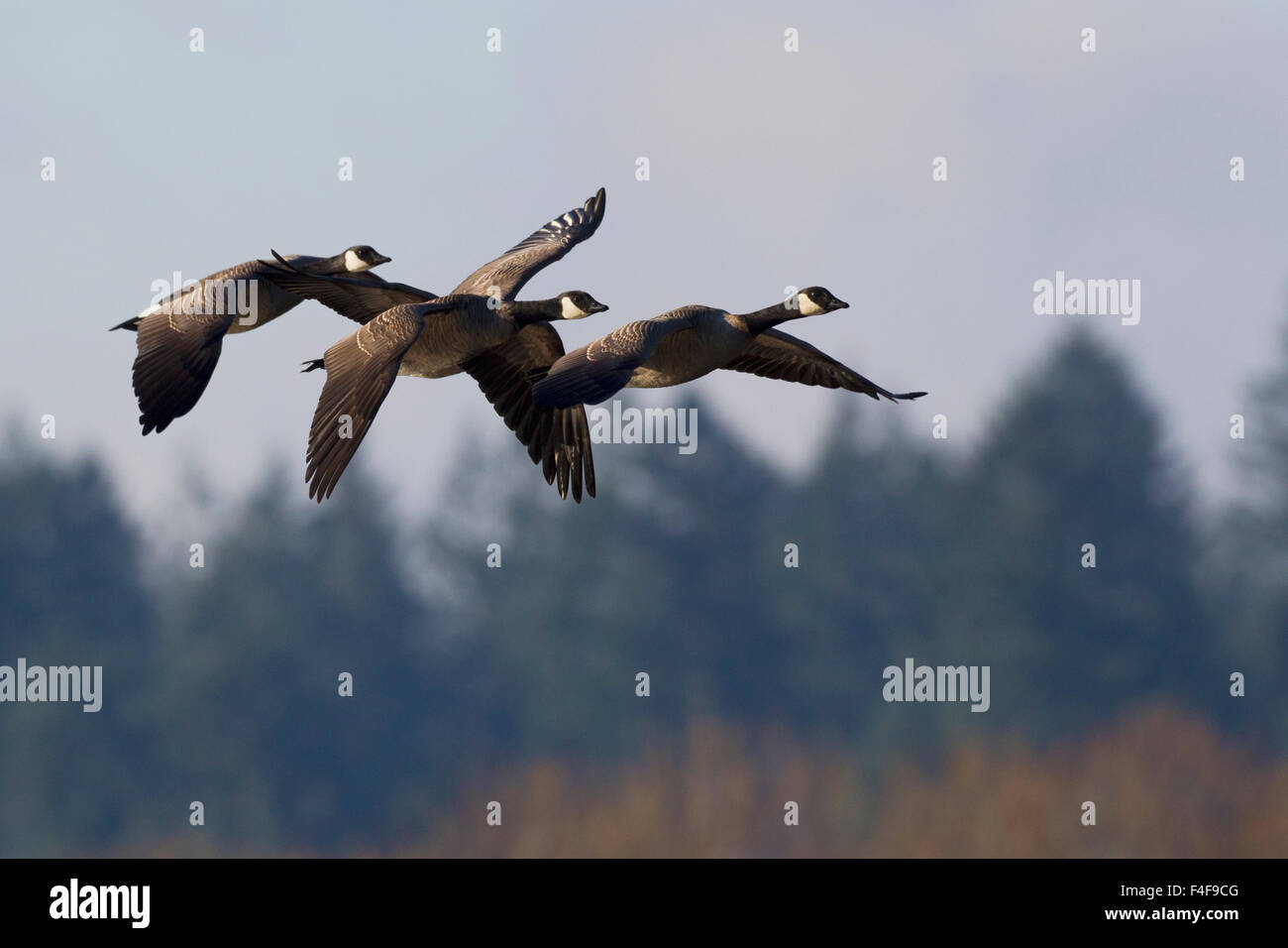 Lesser Canada Geese in Flight Stock Photo - Alamy