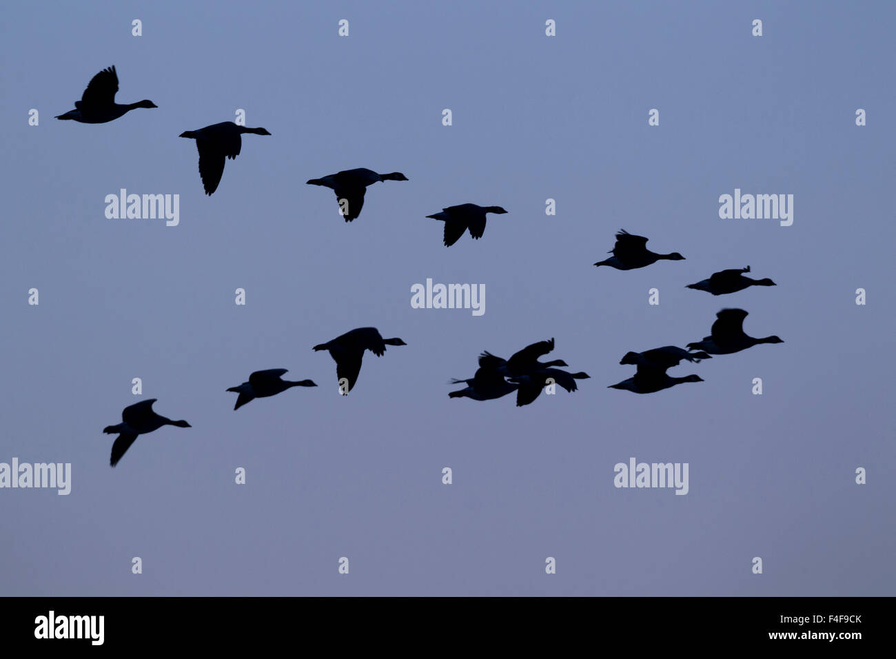 Lesser Canada Geese Flock V-formation Stock Photo - Alamy