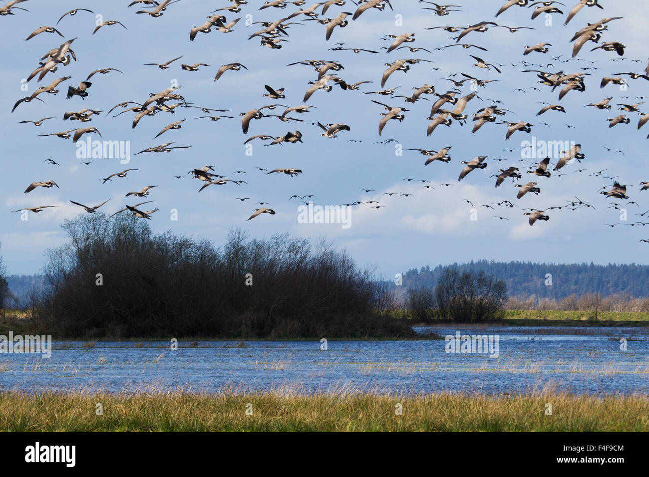 Lesser canada goose hi-res stock photography and images - Alamy