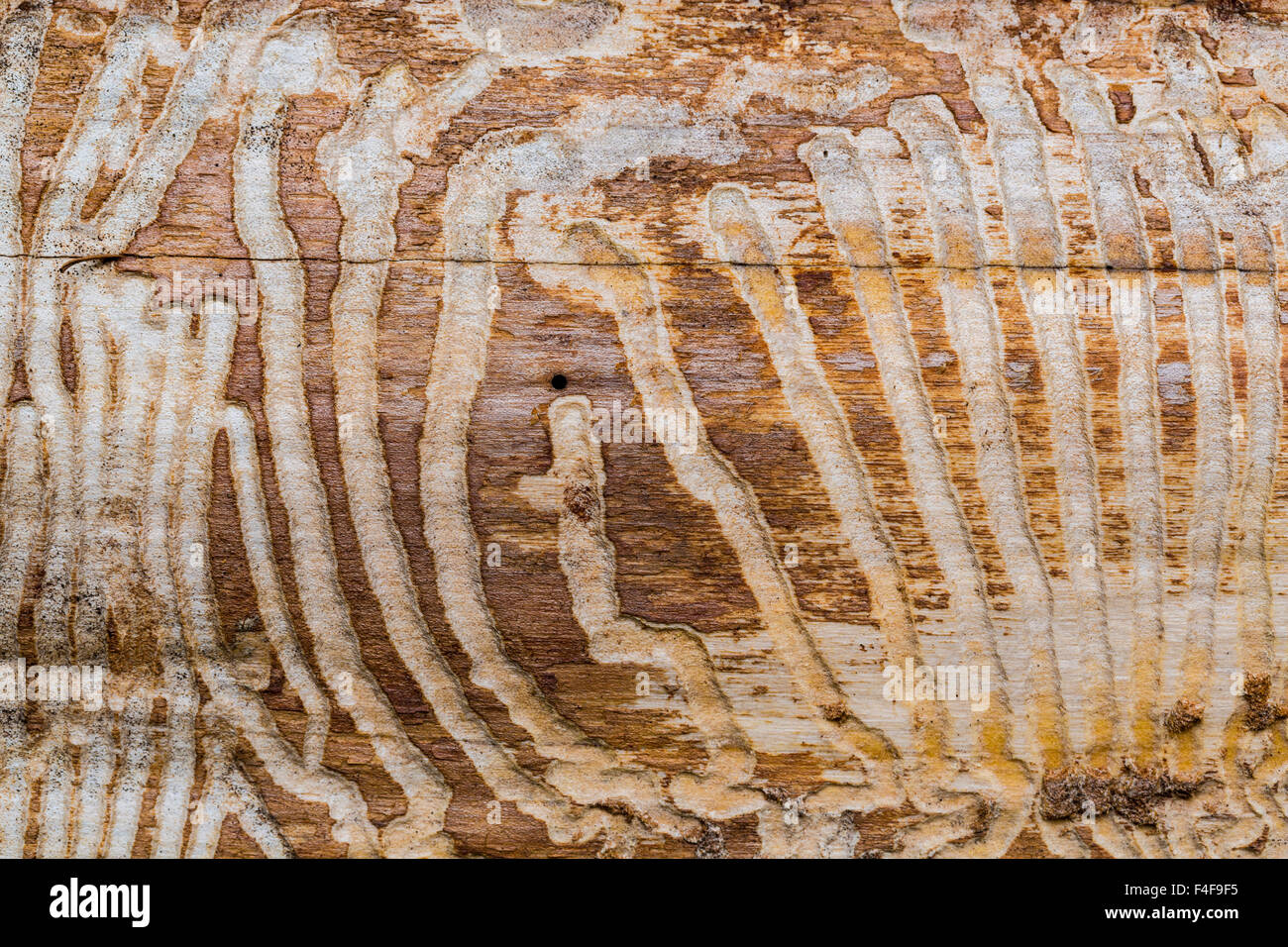 USA, Washington, Olympic National Park. Bark beetle's burrowing pattern ...