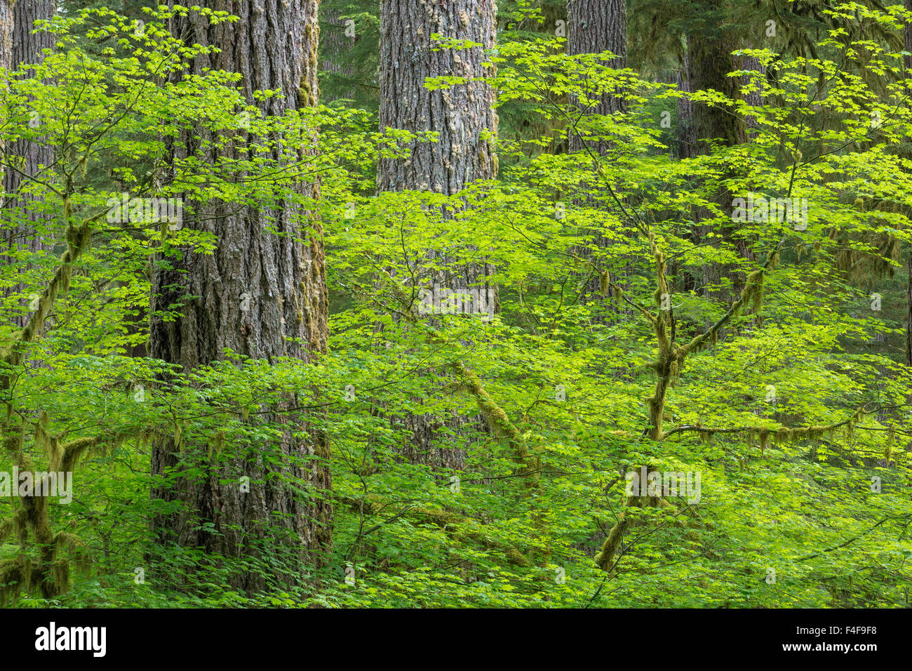 USA, Washington, Olympic National Park. Close-up of vine maple and ...
