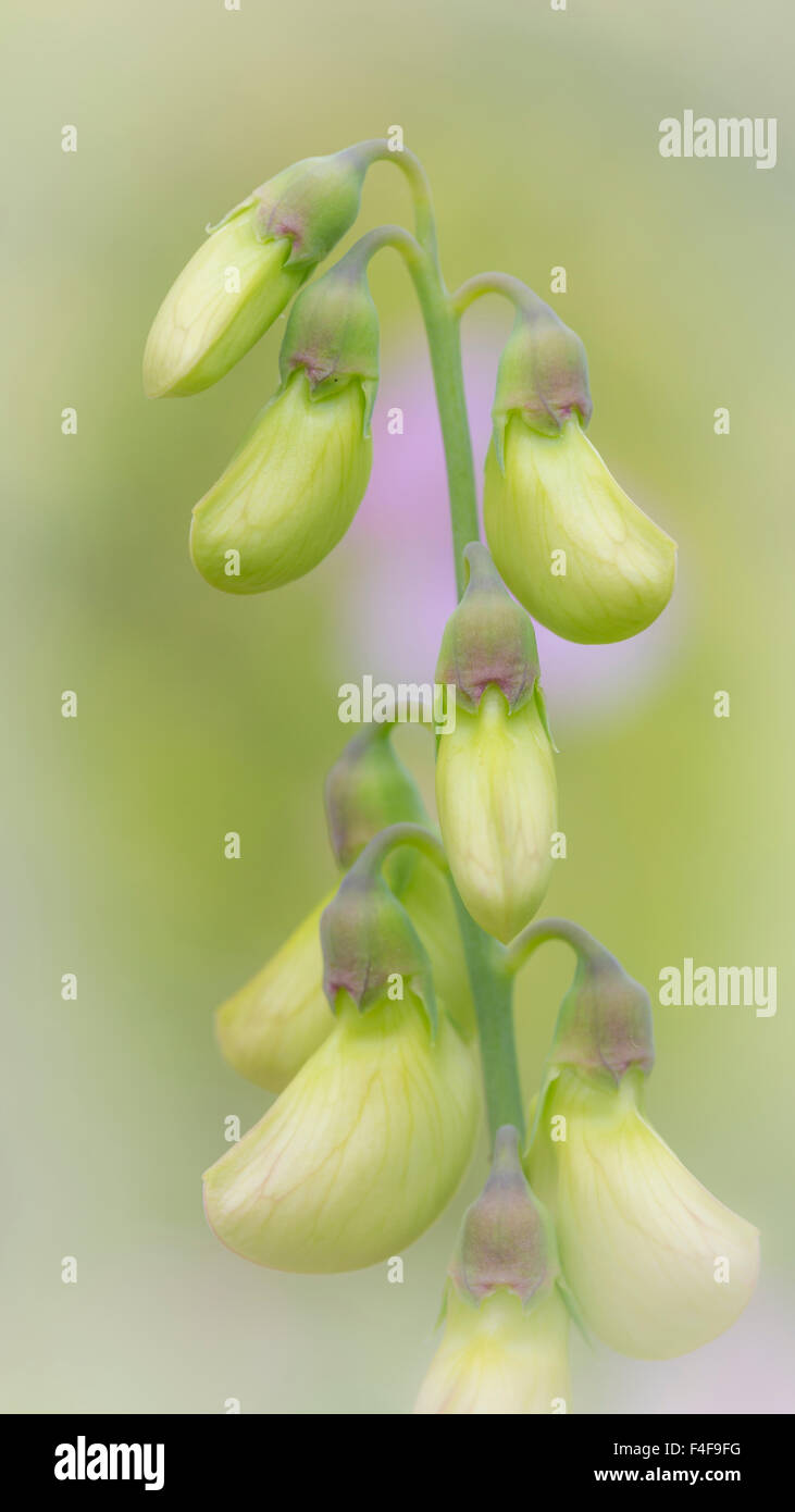 Pea tribe hi-res stock photography and images - Alamy