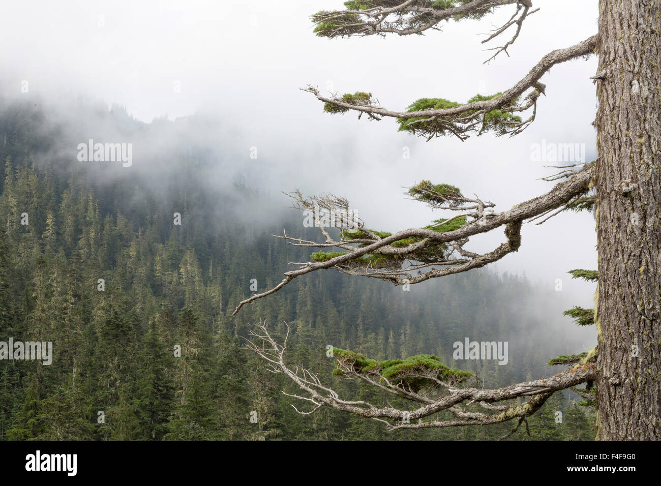 USA, Washington, Mount Rainier National Park. Evergreen trees in fog ...
