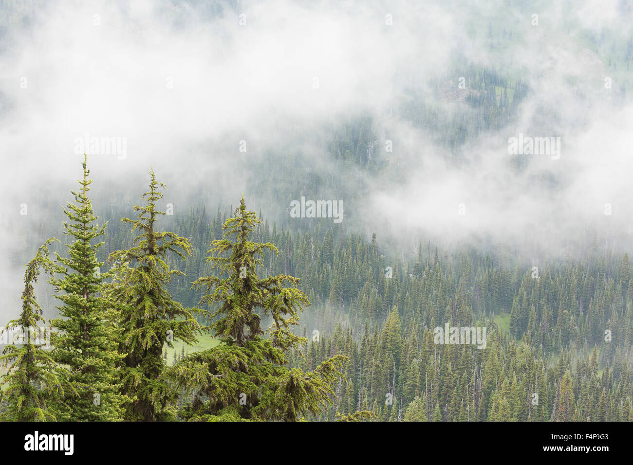 USA, Washington, Mount Rainier National Park. Landscape of fog in ...