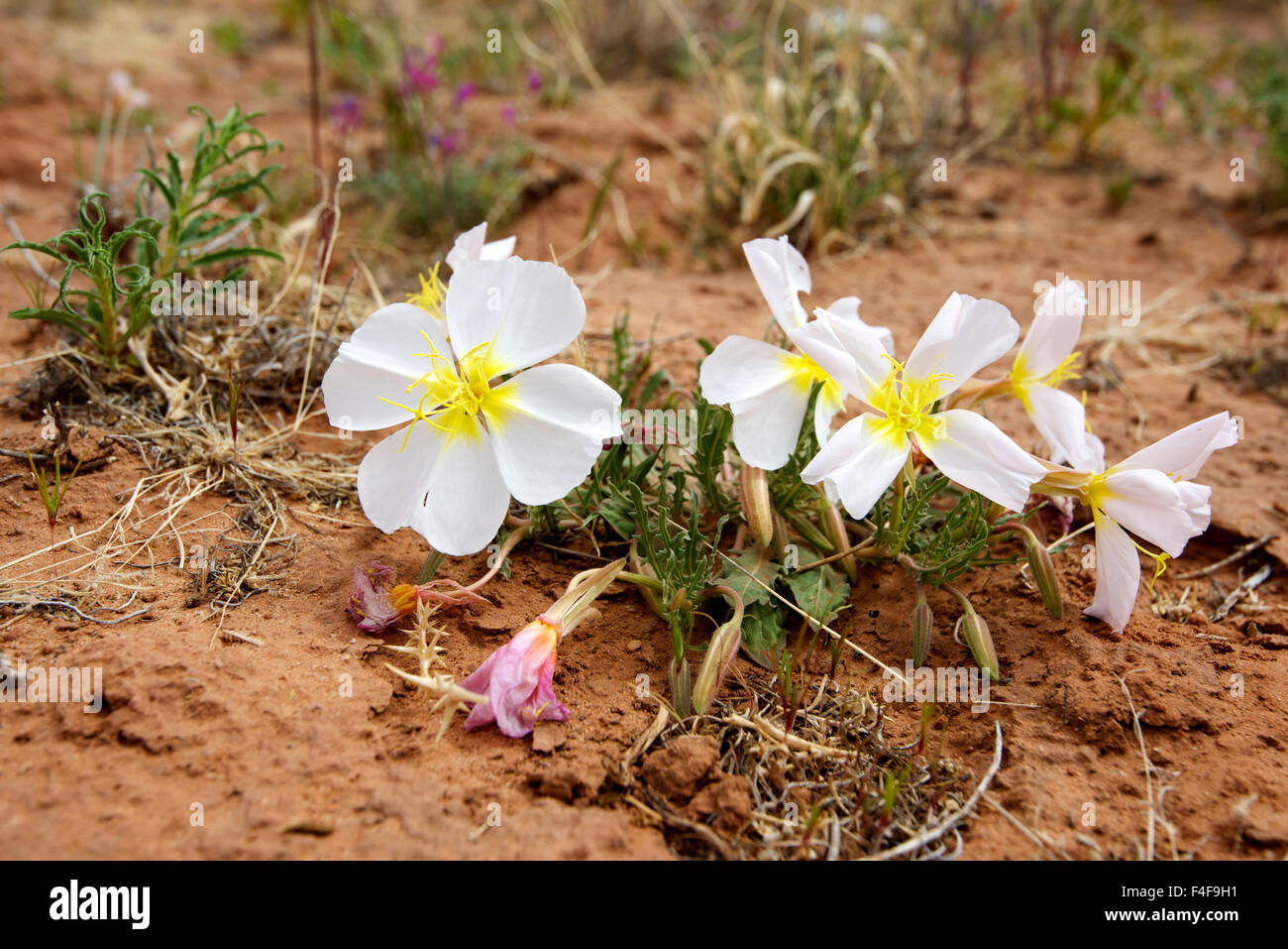 A Dune Evening Primrose in the Utah desert. (Large format sizes ...