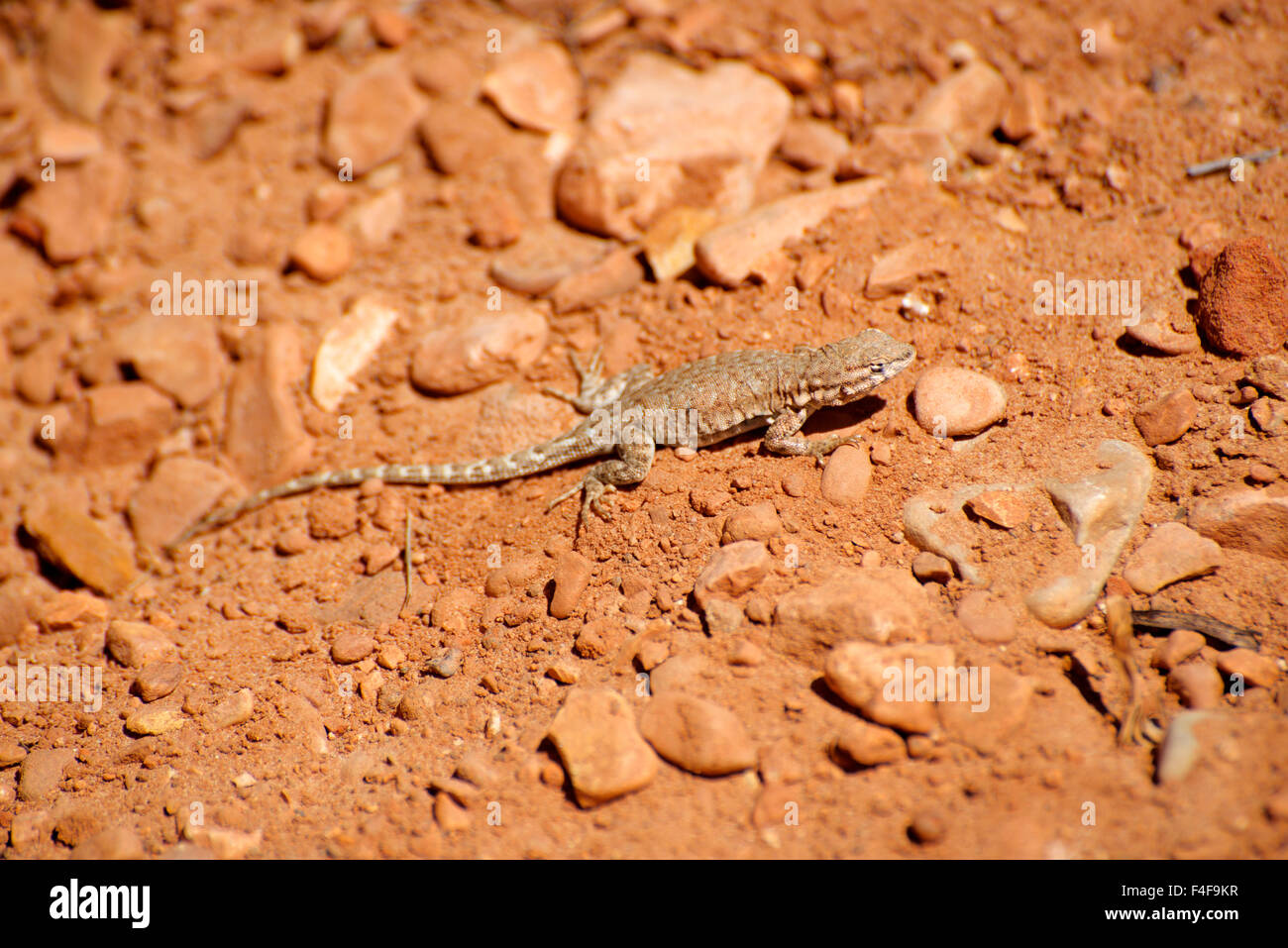 Desert lizard in Capitol Reef National Park, Utah (Large format sizes ...