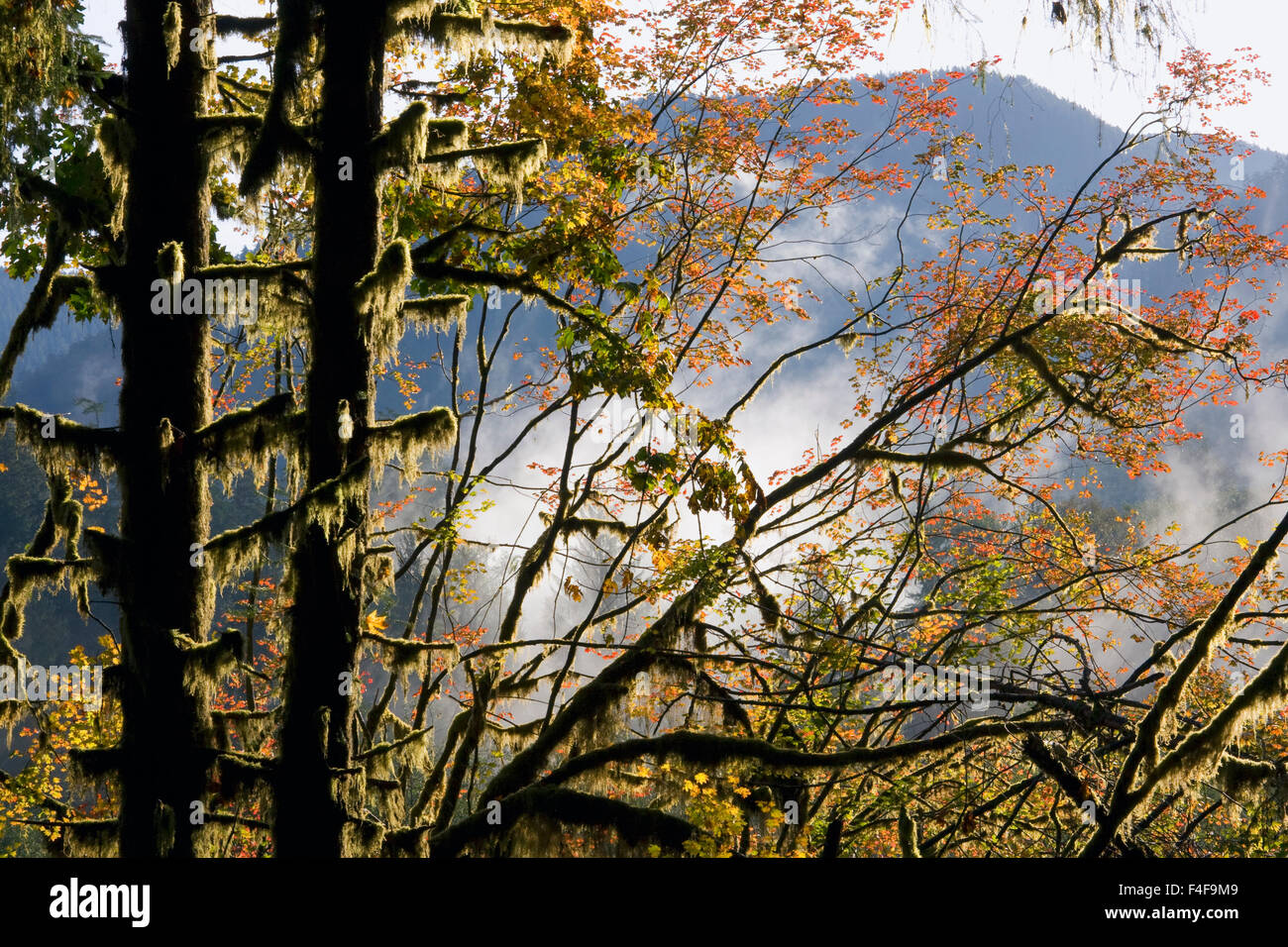 Hoh River Valley, Olympic National Park Stock Photo - Alamy
