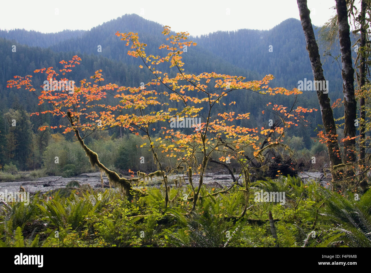 Hoh River Valley, Olympic National Park Stock Photo - Alamy