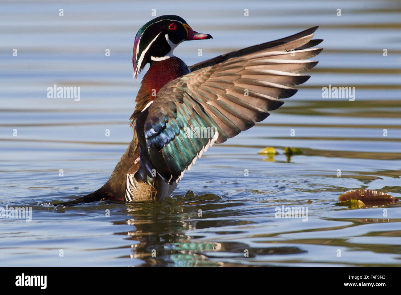 Wood Duck Drake Drying Wings Stock Photo - Alamy