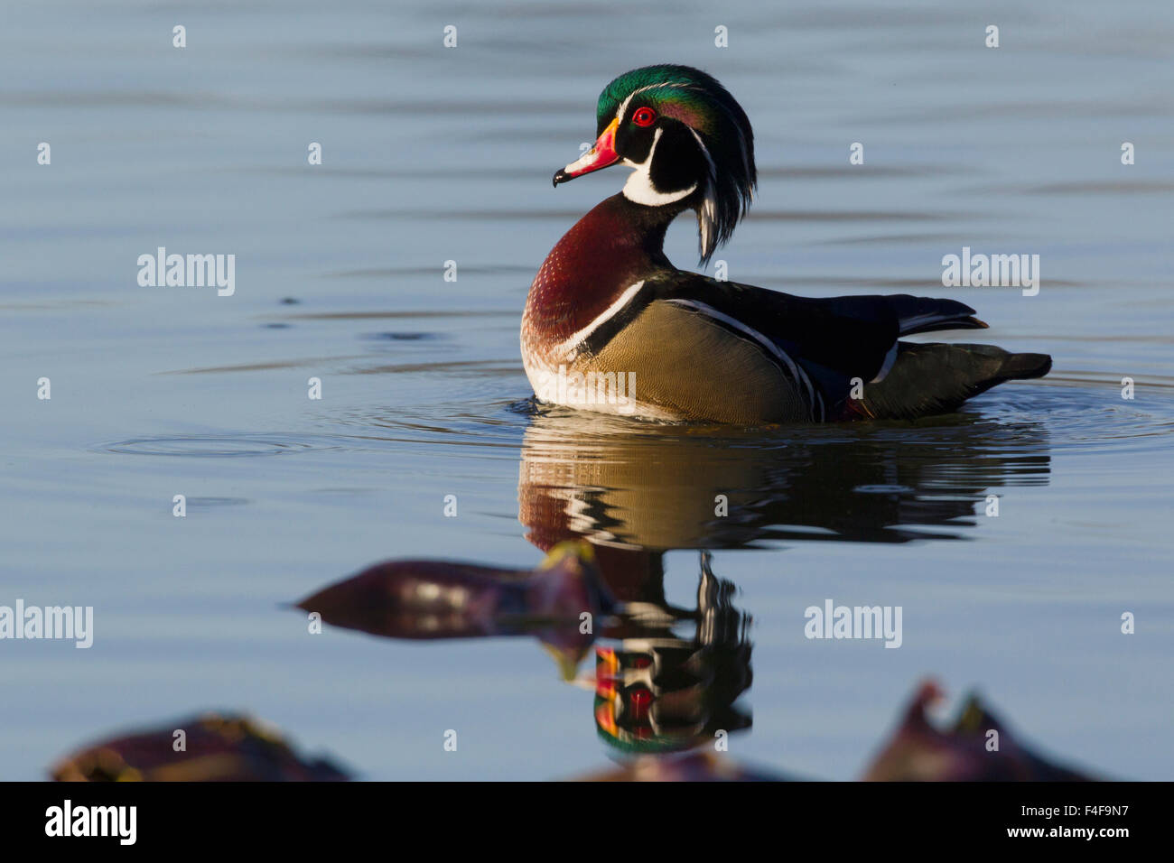 Wood Duck Drake Stock Photo - Alamy