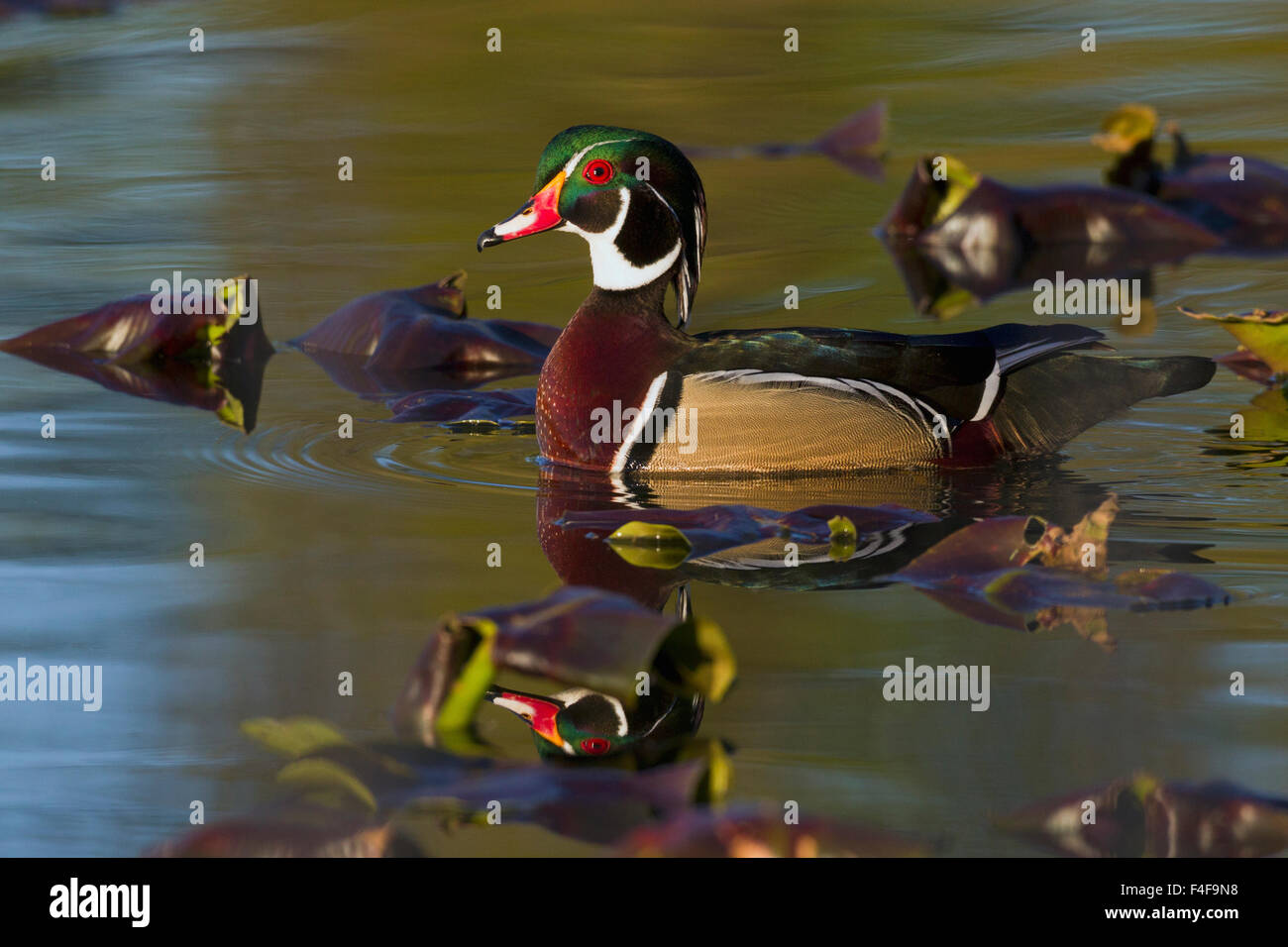 Wood Duck Drake Stock Photo - Alamy