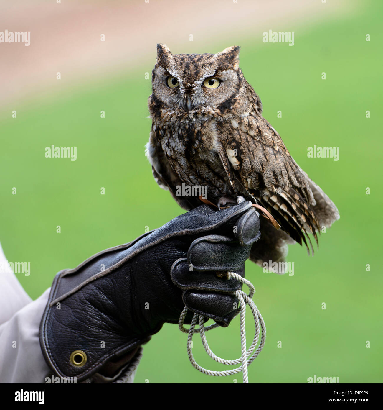 Seattle, Washington. Young Western Screech-Owl (Megascops kennicottii ...