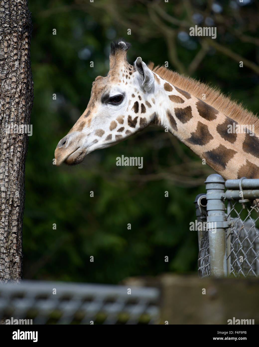 Seattle, Washington. Giraffe at Woodland Park Zoo Stock Photo - Alamy