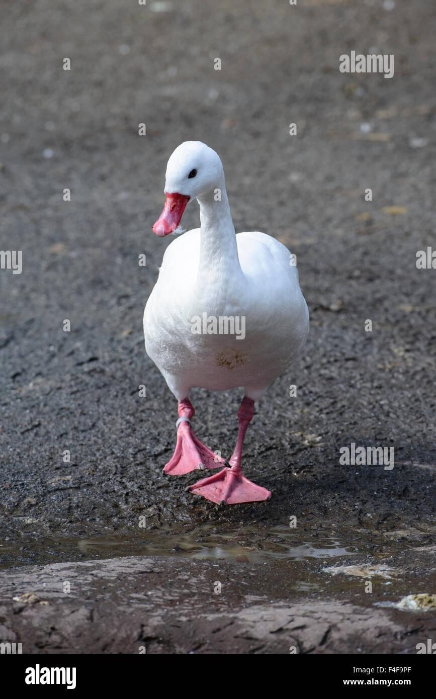Seattle, Washington. Duck at Woodland Park Zoo Stock Photo - Alamy