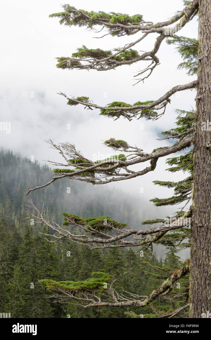 Washington, Mount Rainier National Park. Evergreen trees in fog. Credit ...