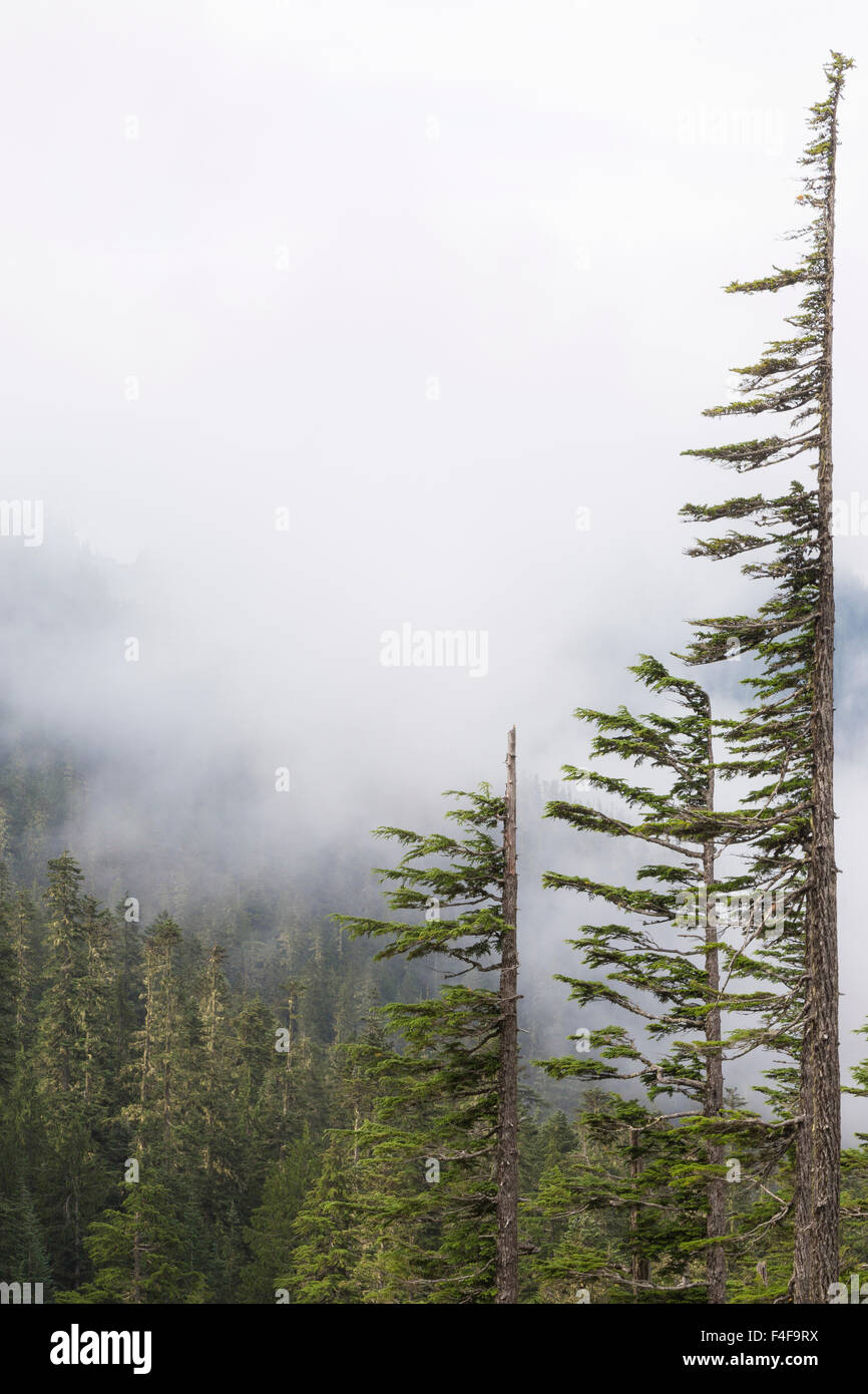 Washington, Mount Rainier National Park. Evergreen trees in fog. Credit ...
