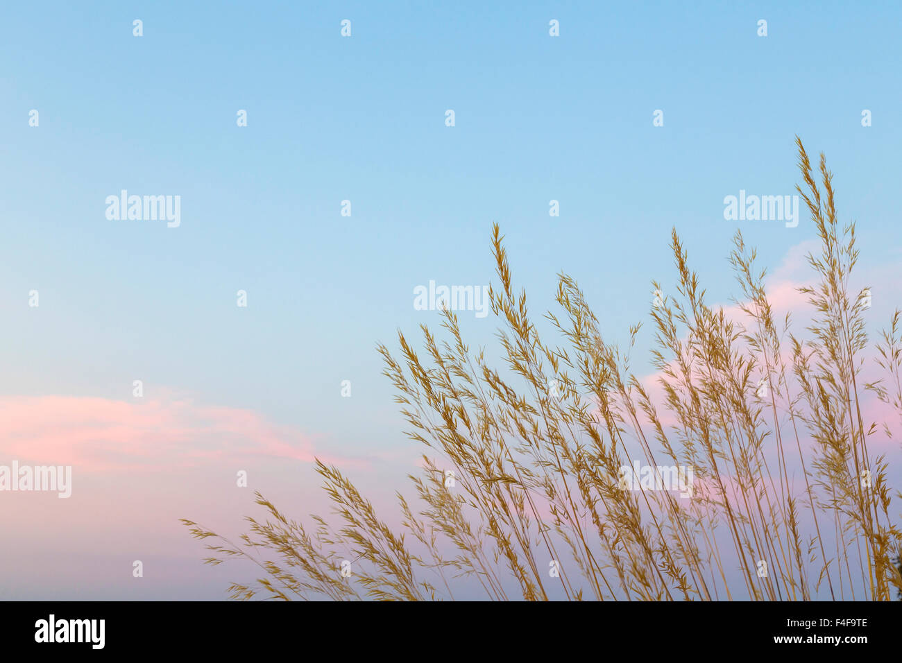 Washington, Seabeck. Grasses at sunset. Credit as: Don Paulson / Jaynes ...