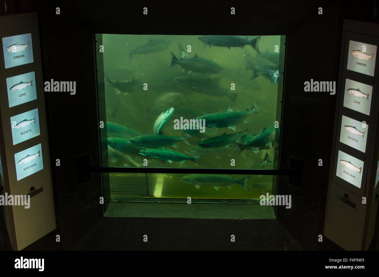 Seattle Fish Ladder High Resolution Stock Photography and Images - Alamy