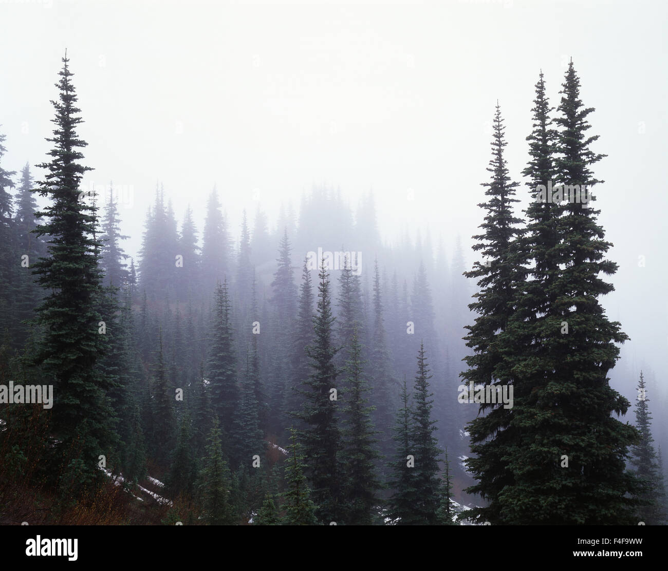 Washington, Olympic National Park, The foggy forest of Hurricane Ridge ...