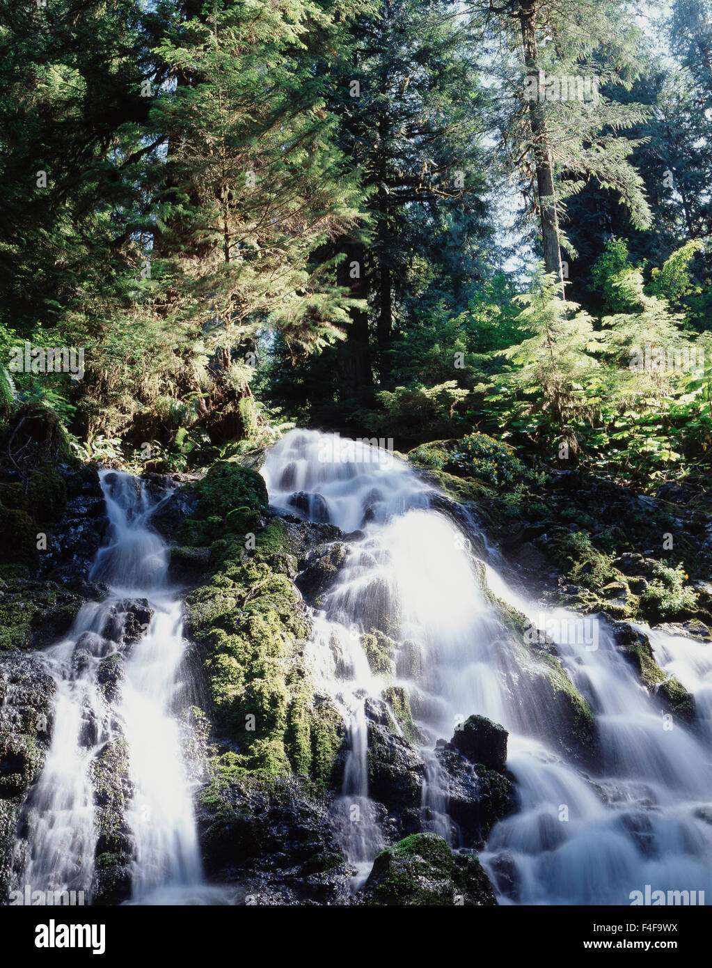 Washington, Olympic National Park, A waterfall flows from the ...