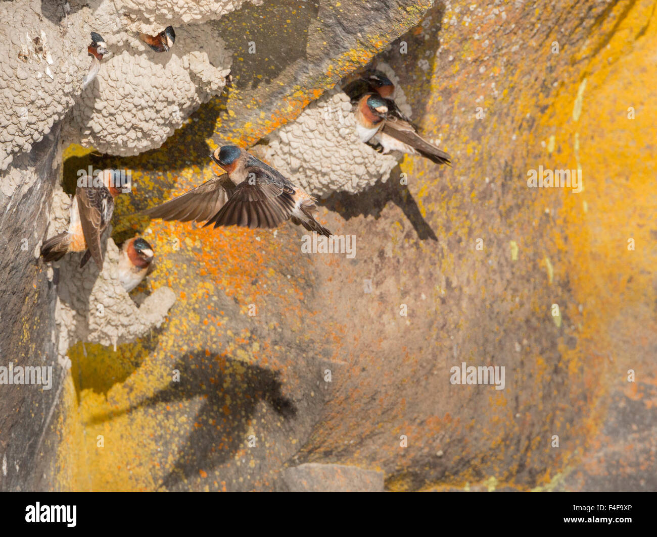 USA, Washington State. Cliff swallows (Petrochelidon pyrrhonota) at ...