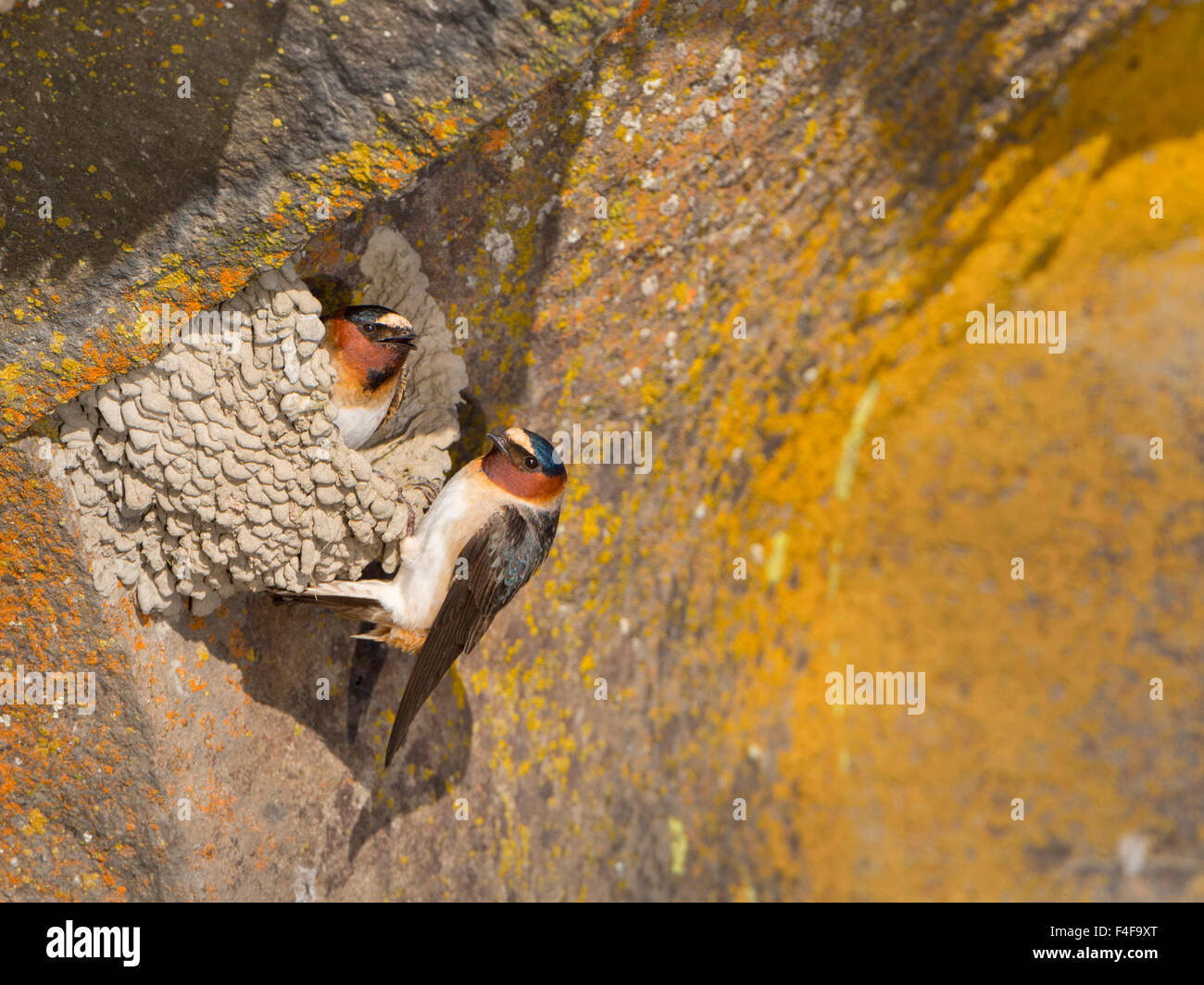 USA, Washington State. Cliff swallows (Petrochelidon pyrrhonota) at ...