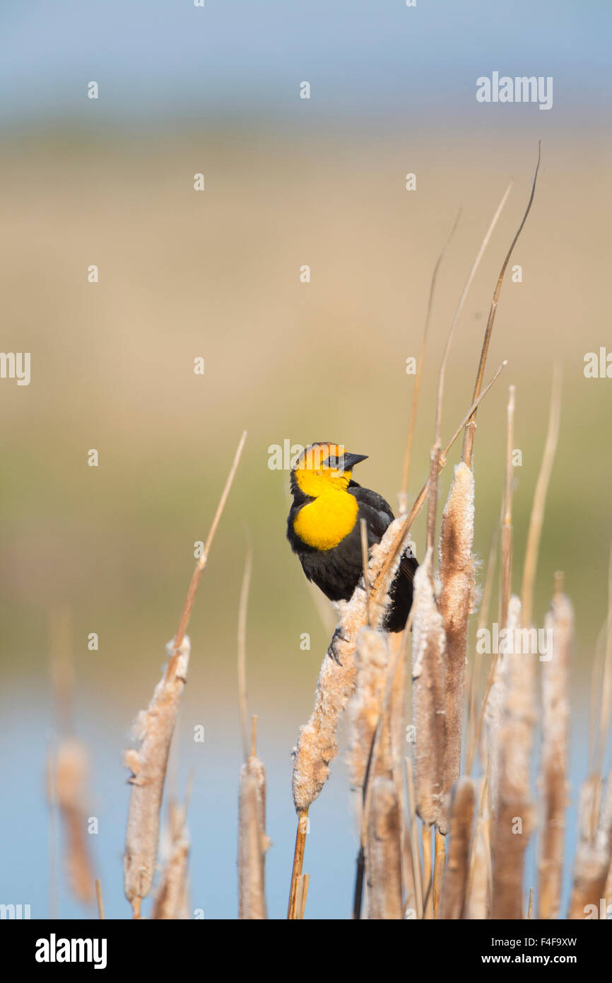 USA, Washington State. Yellow-headed blackbird (Xanthocephalus ...