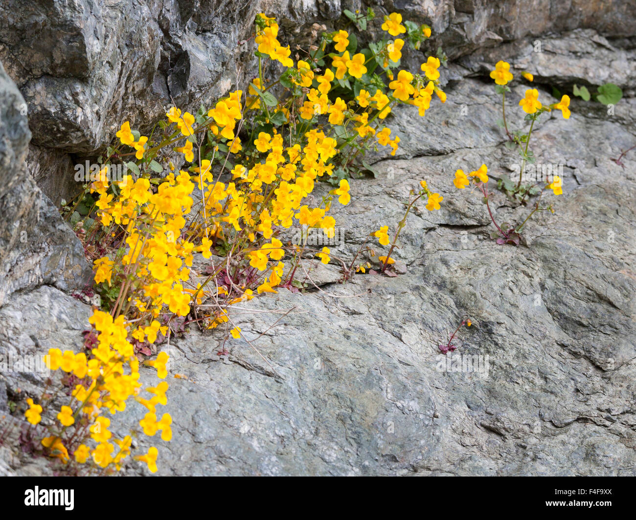 Yellow monkeyflower mimulus guttatus hi-res stock photography and ...