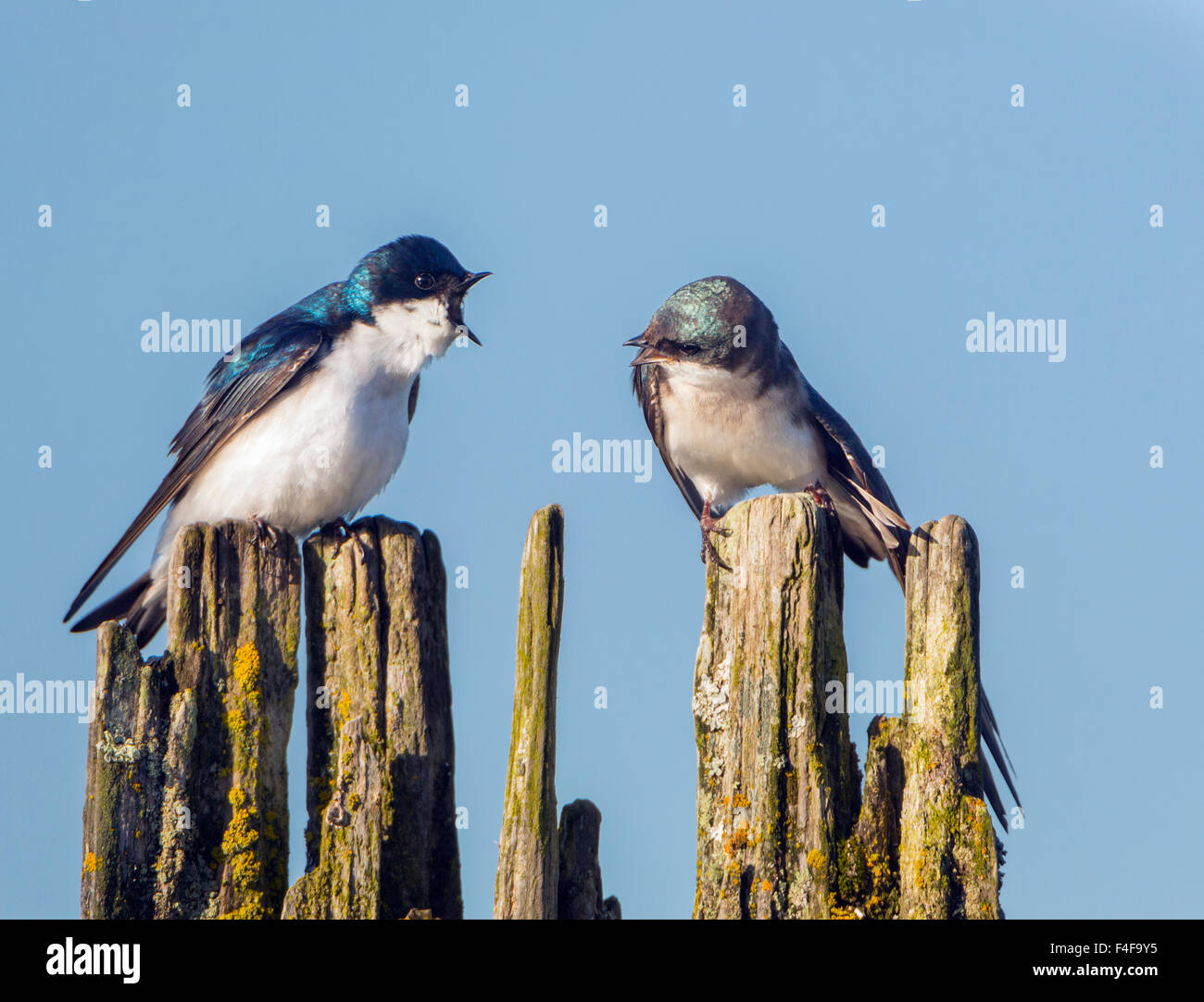 USA, Washington State. Male and female Tree Swallow (Tachycineta ...