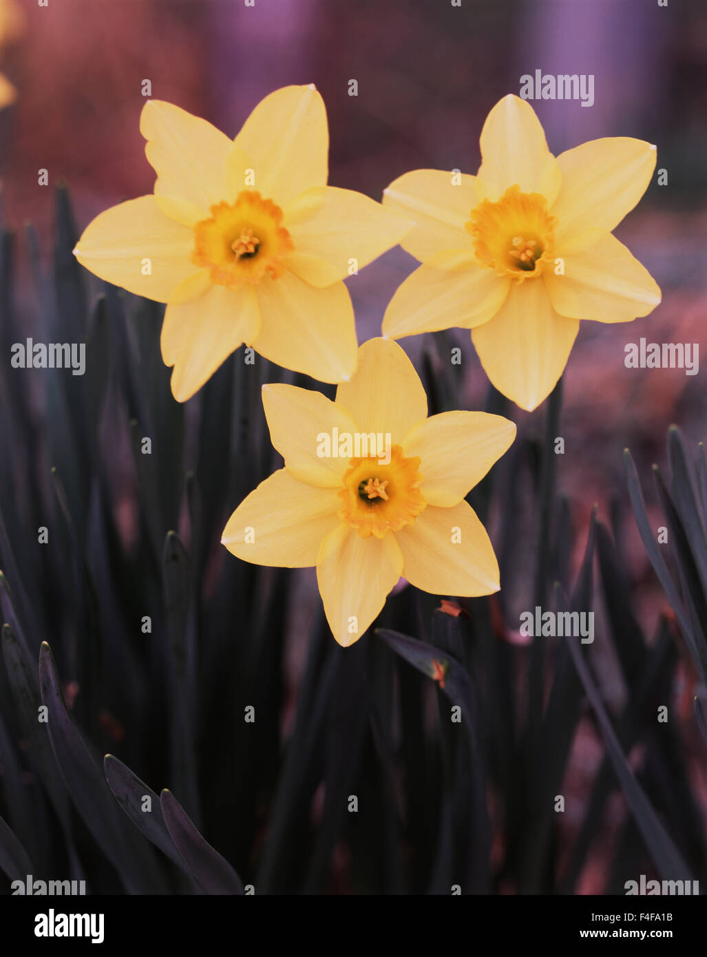 Valley of flowers hi-res stock photography and images - Alamy