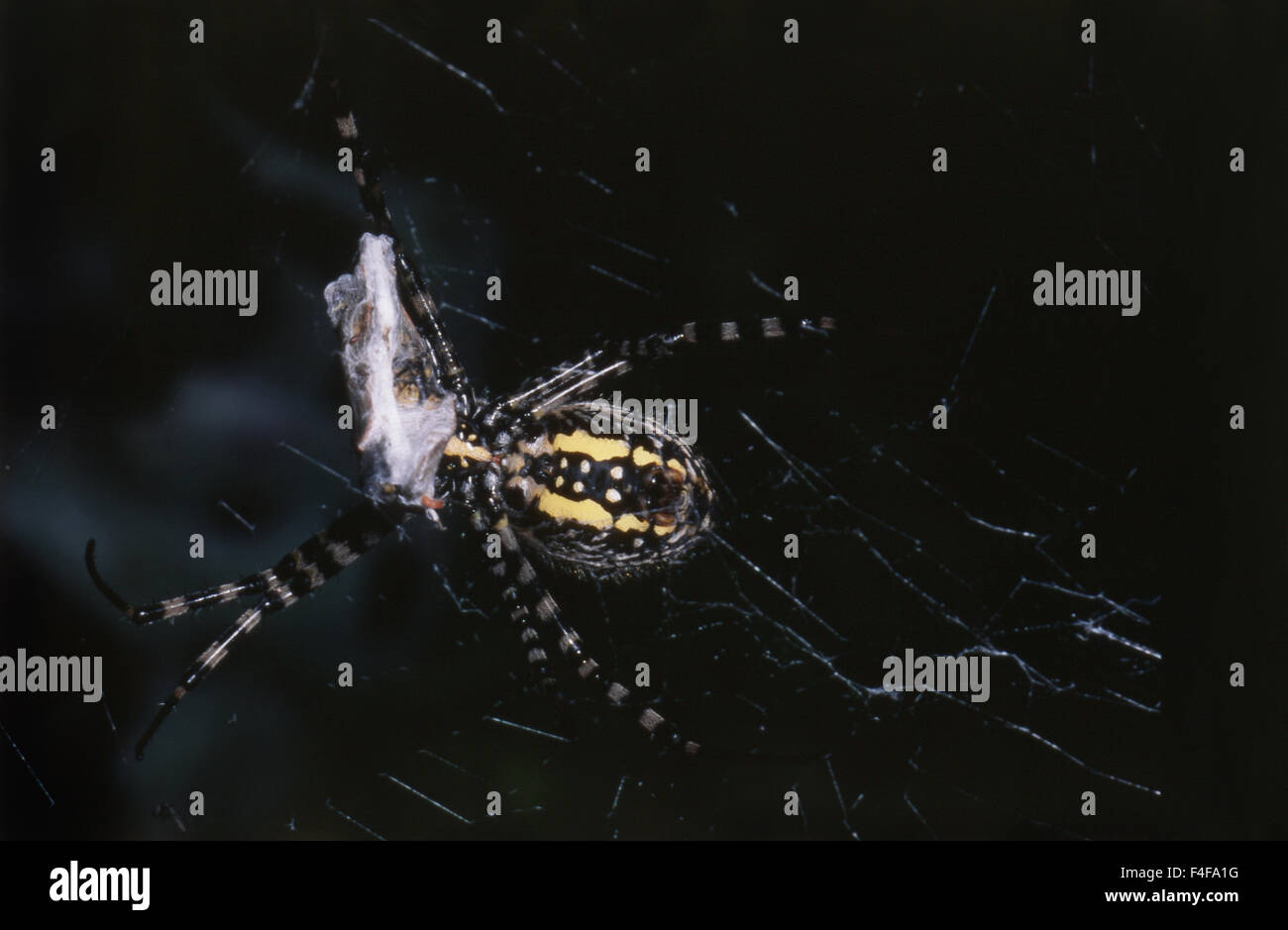 USA, Utah, Close-up of Black and yellow argiope spider (Large format ...